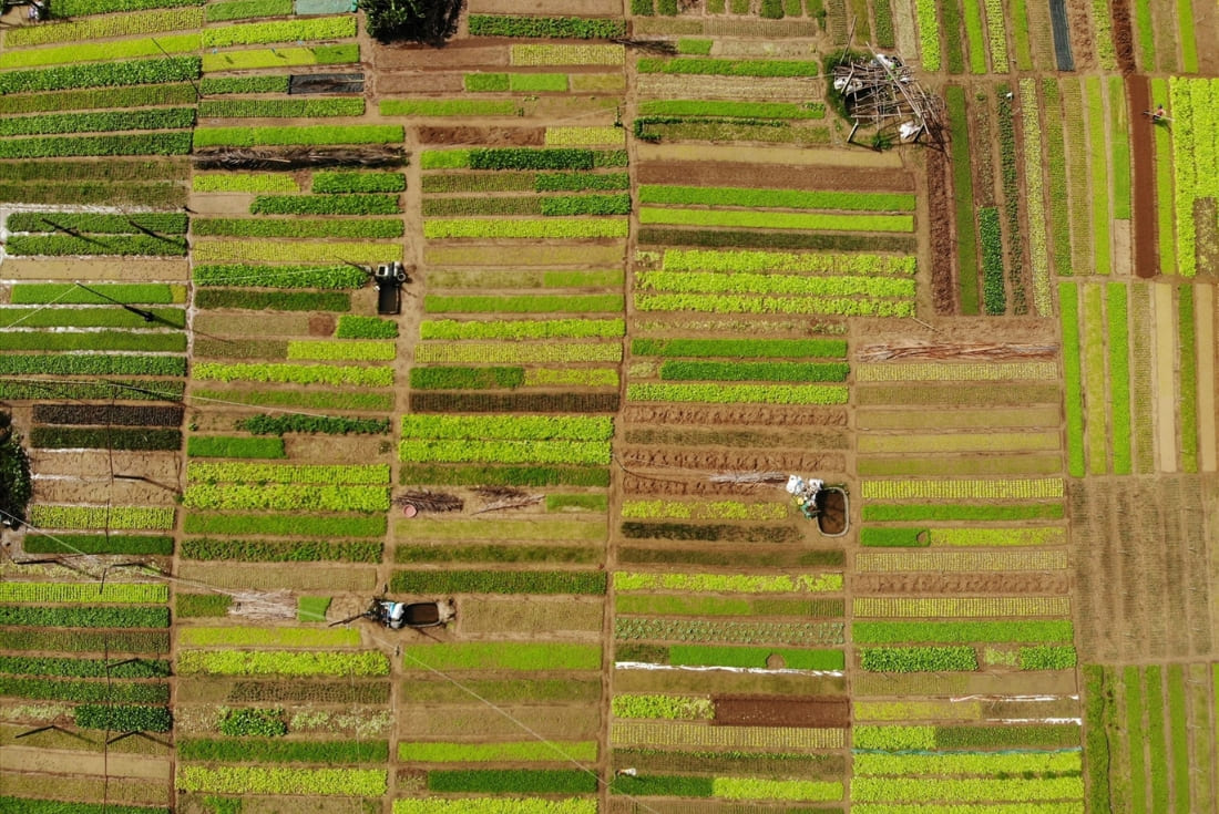 4 Rice Fields in Hoi An That Are Perfect for Sunset Rides